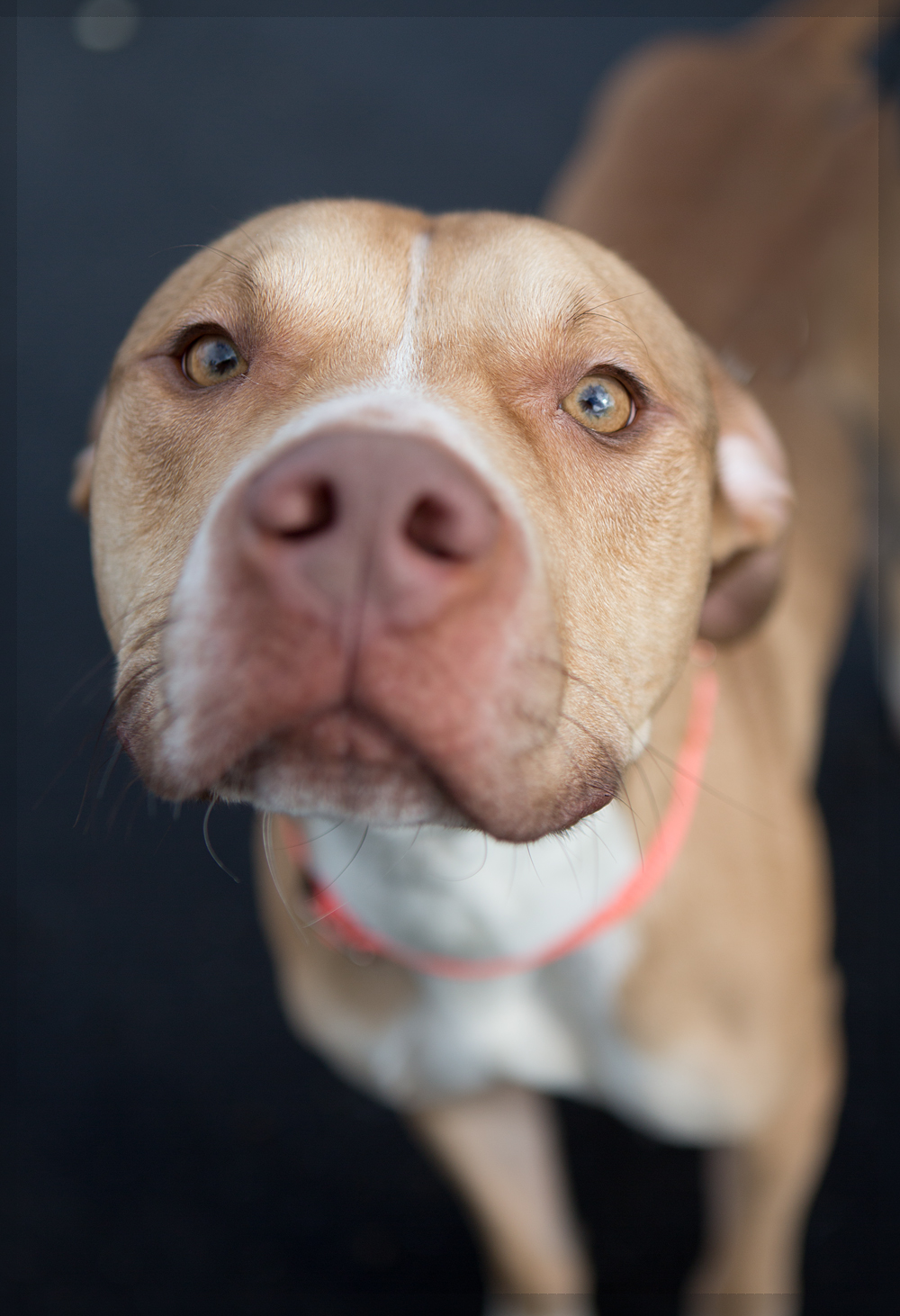 Shelter Dogs of Portland: "CHEERIO" handsome tall (too lean) Pitbull
