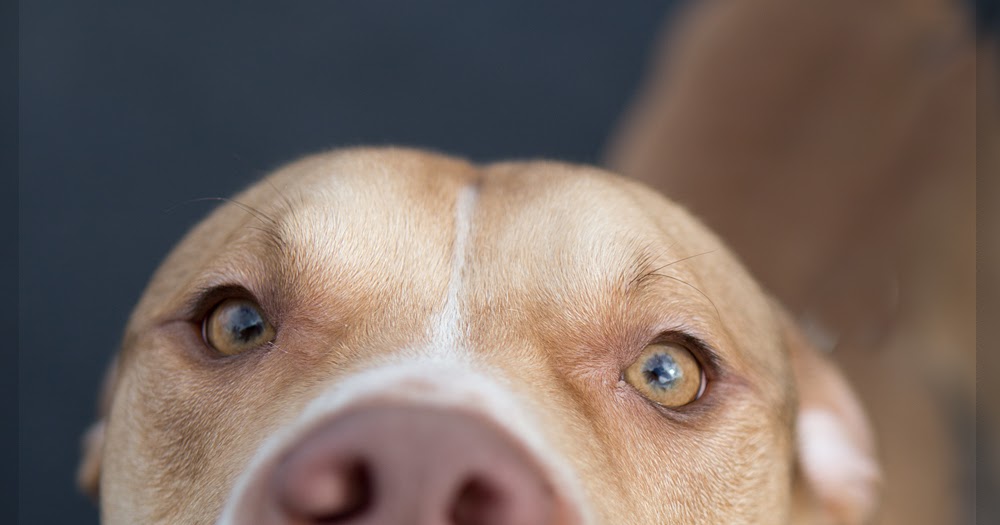 Shelter Dogs of Portland: "CHEERIO" handsome tall (too lean) Pitbull