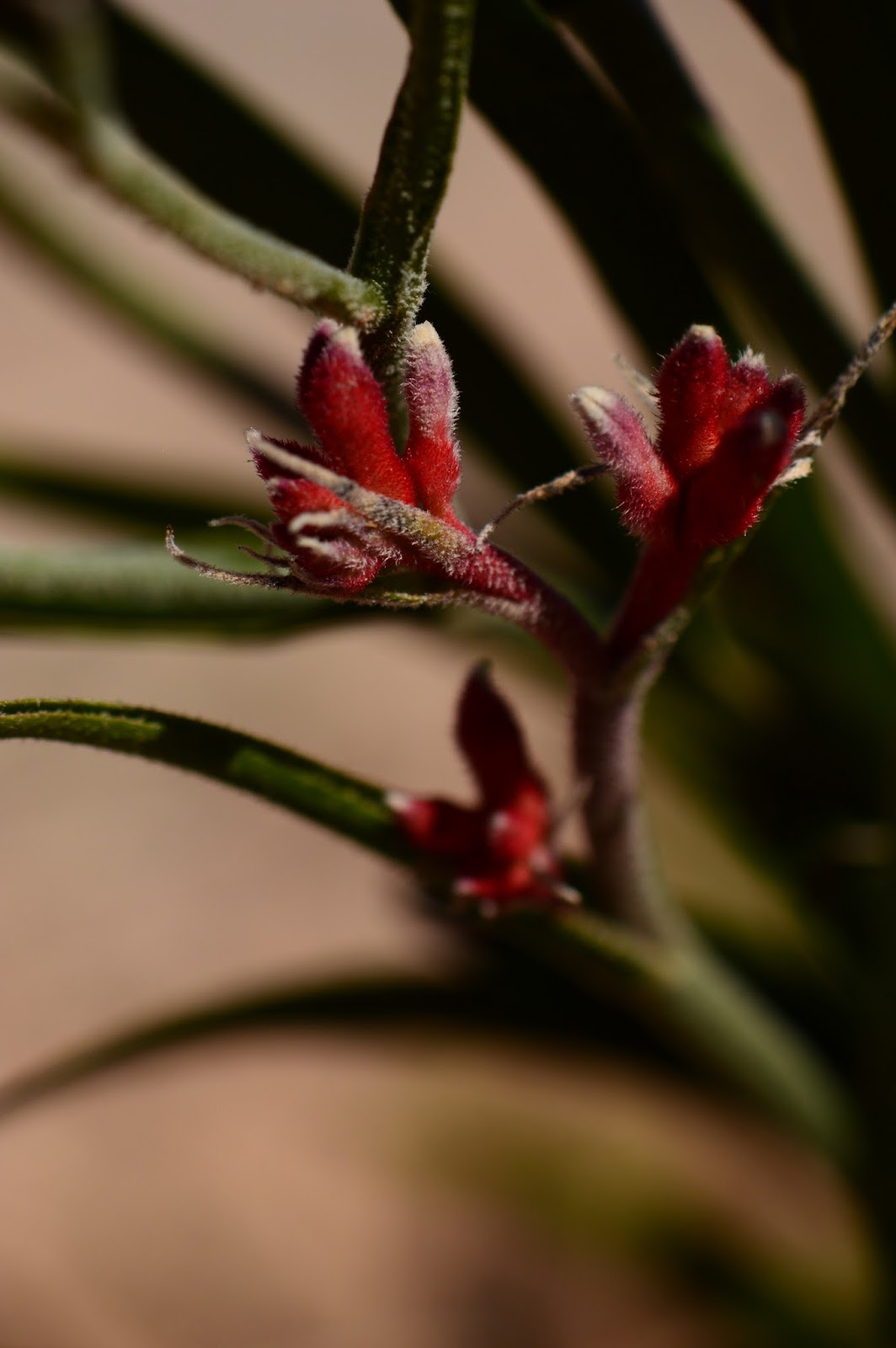 A Small, Sunny Garden: Variations in Red