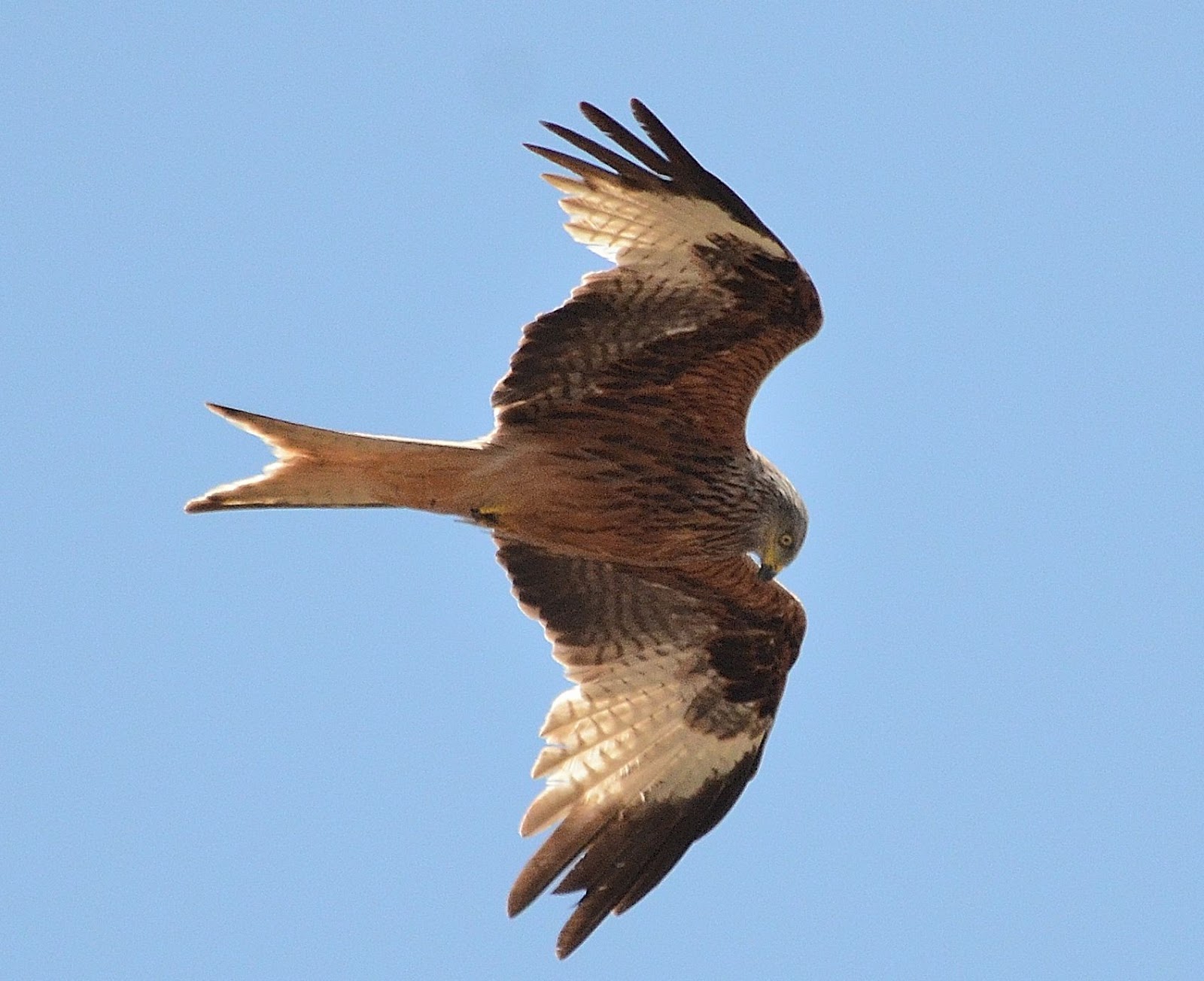 Birding with Flowers: Menorca in June