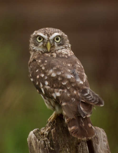 British Wildlife Centre ~ Keeper's Blog: British Owls
