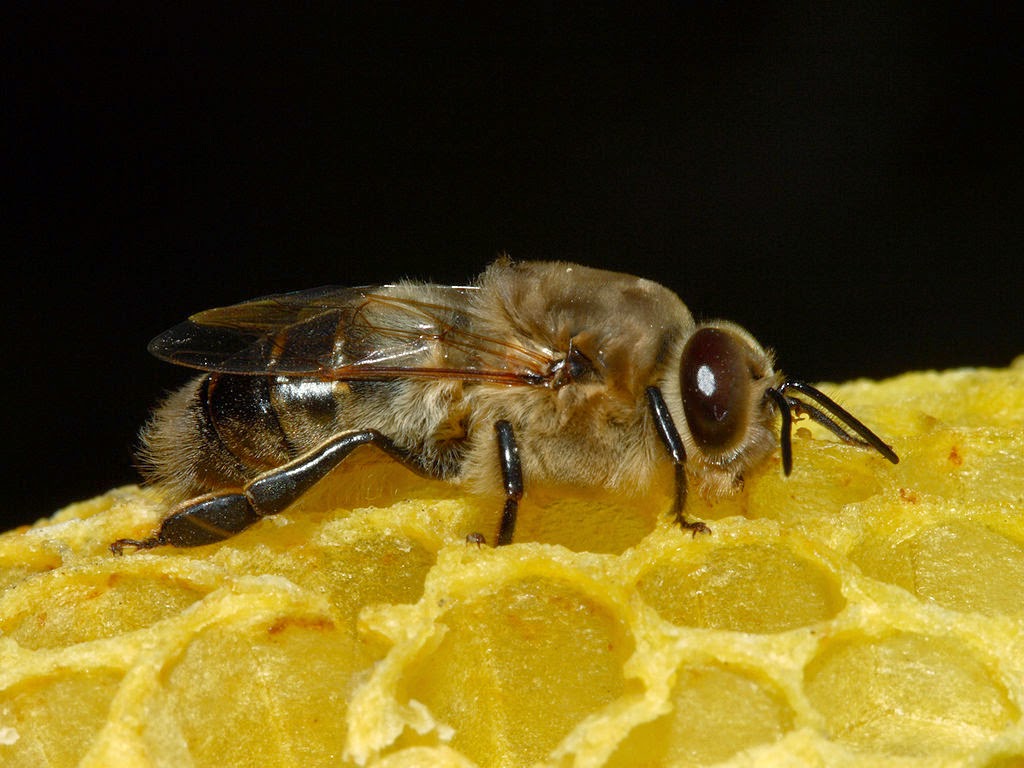 Corona Apicultores: LA IMPORTANCIA DEL ZÁNGANO EN LA COLMENA