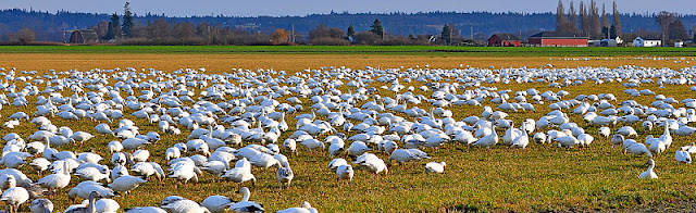 Buzz's Marine Life of Puget Sound: Feb 3, 2012