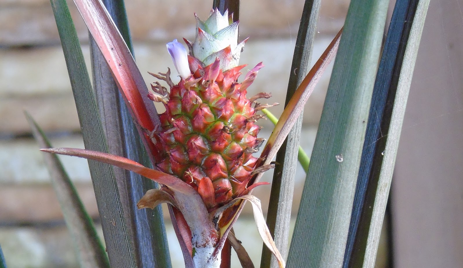 Abacaxi-ornamental (Ananas spp) | A planta da vez