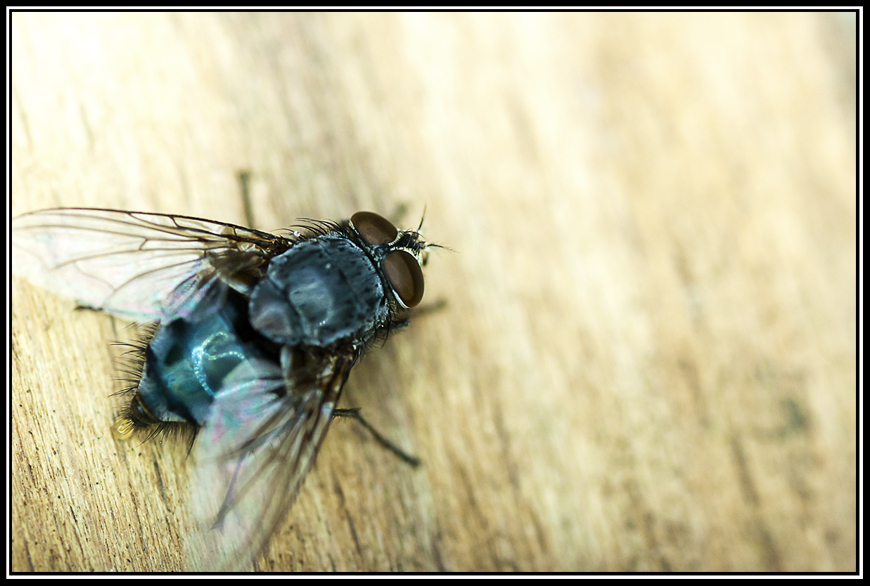 Captando Imágenes: Moscardón