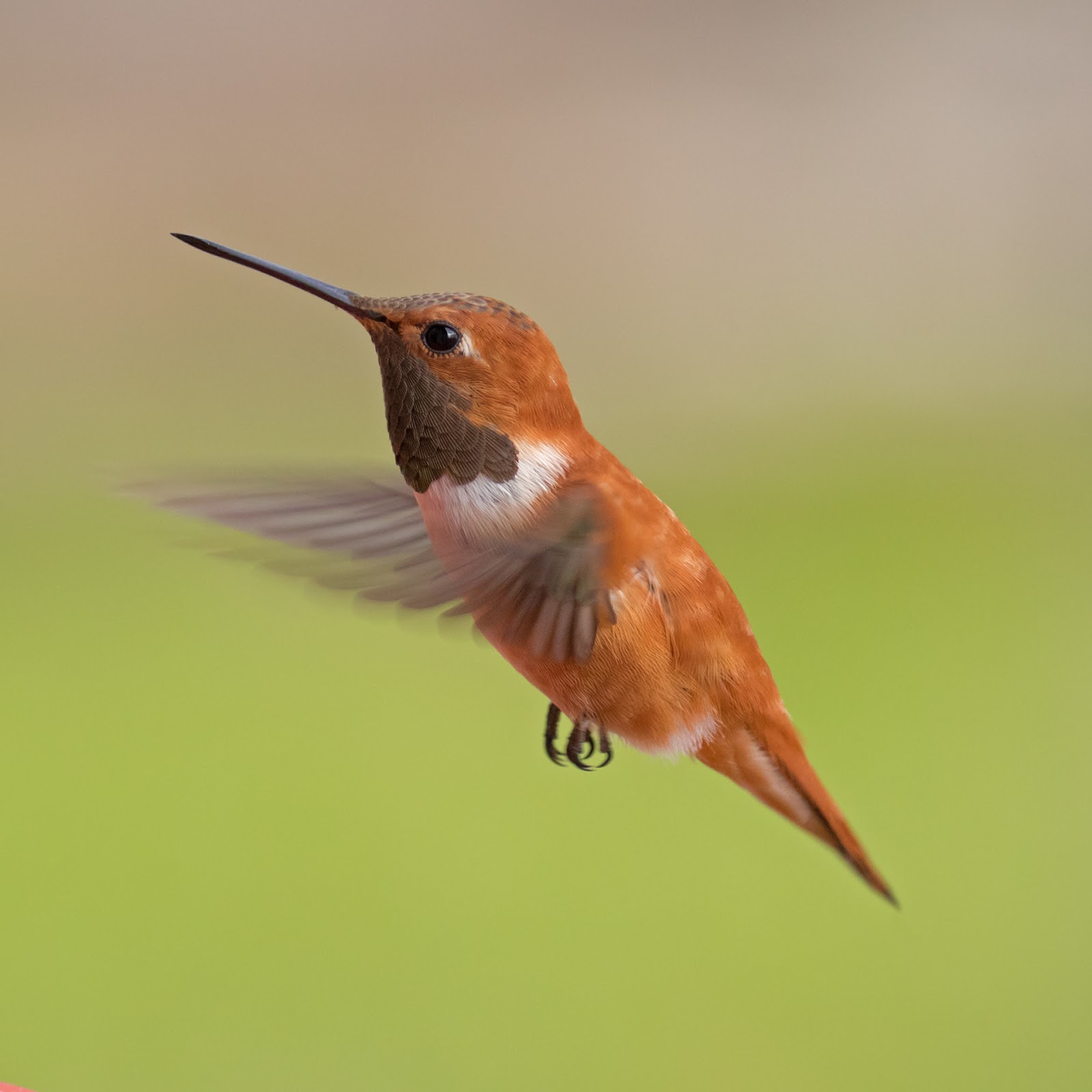 Rufous Hummingbird Showing Some Colors
