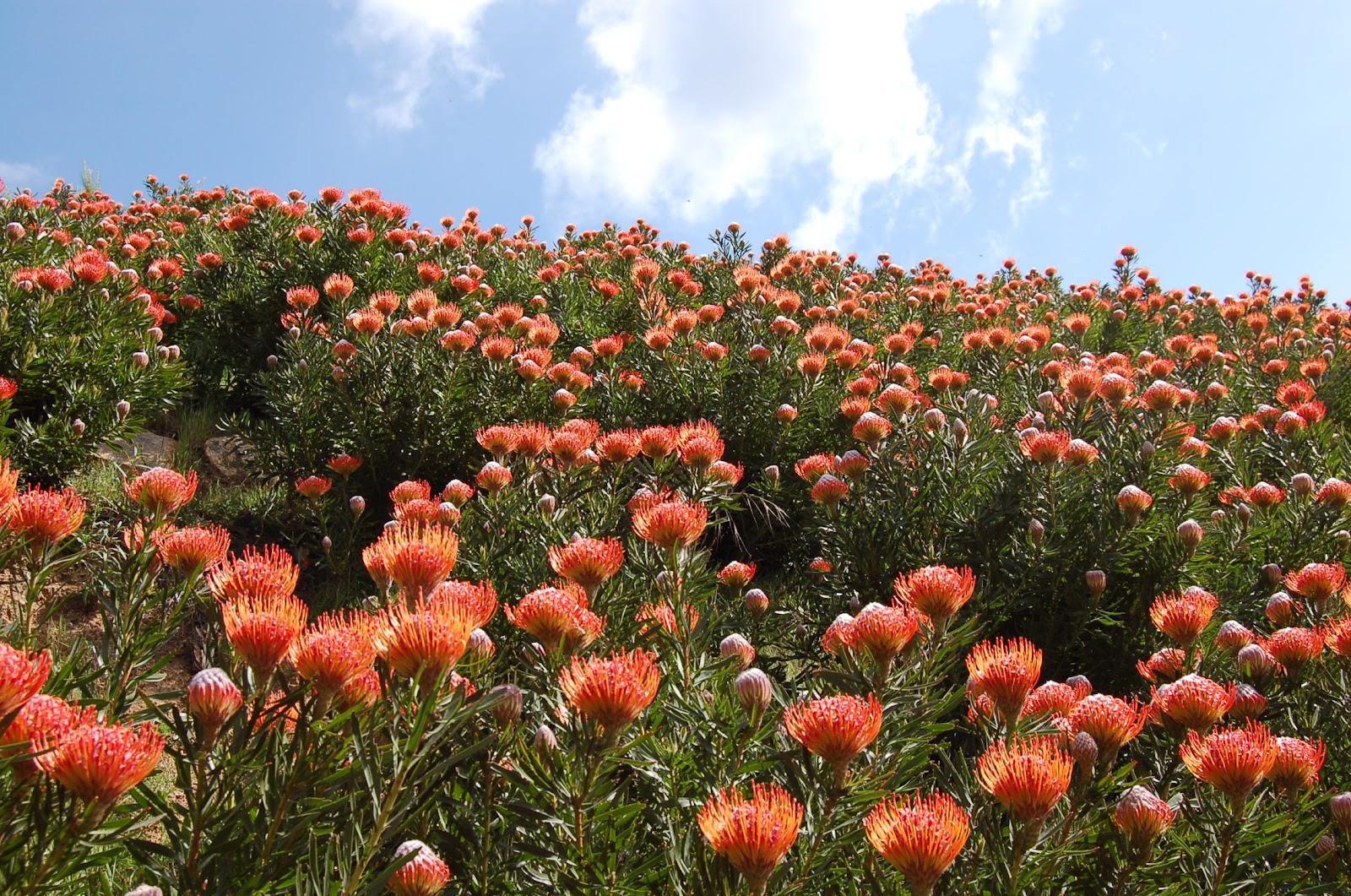 A Passion for Flowers: Springtime in the Leucospermum Fields