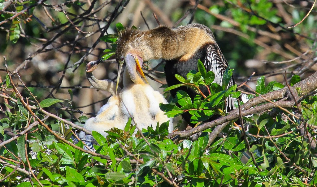 Birding Is Fun!: A Visit to the Venice Rookery