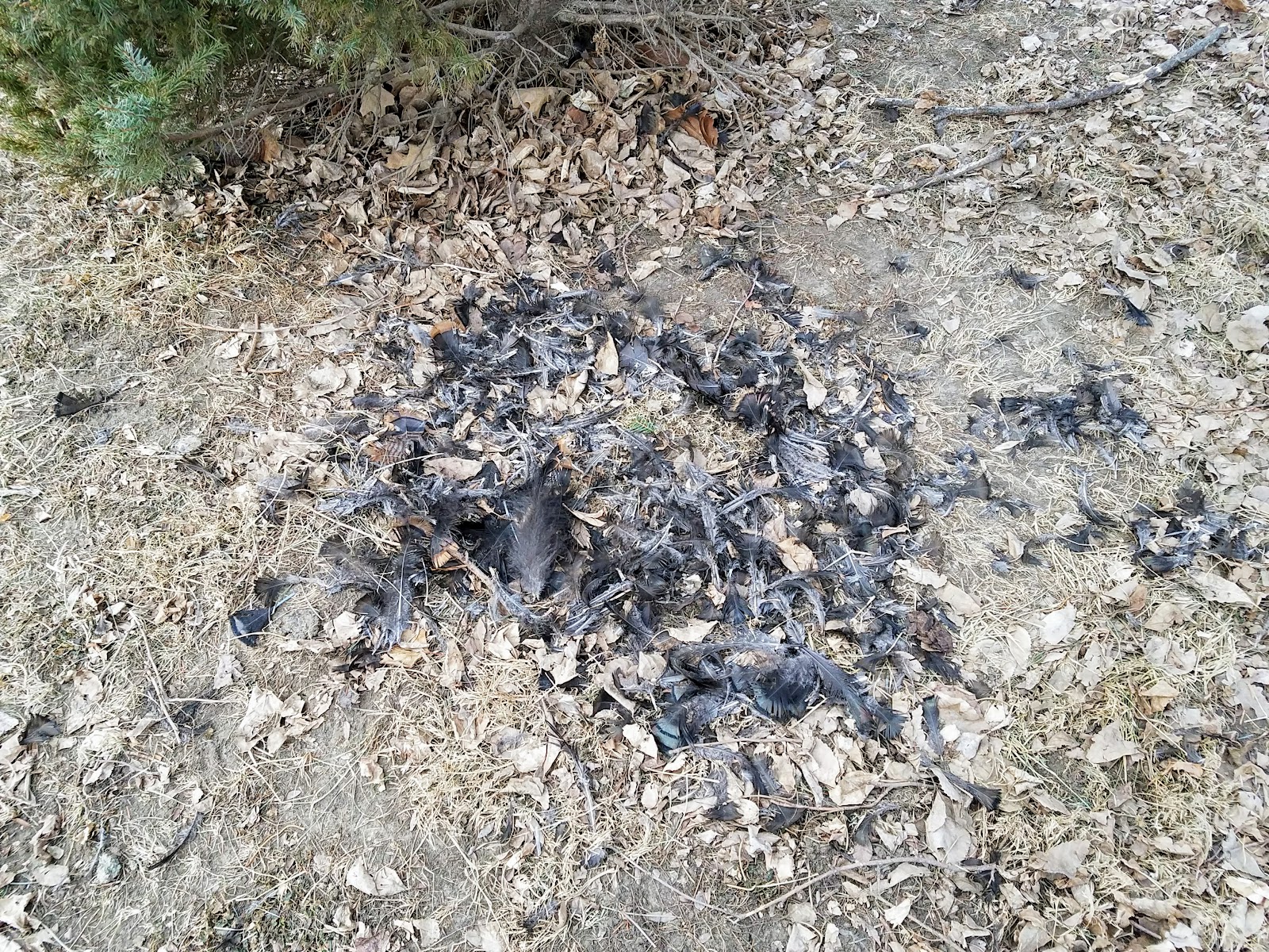 History and Culture by Bicycle: Wild Life: Krumann Park, Animal Remains ...