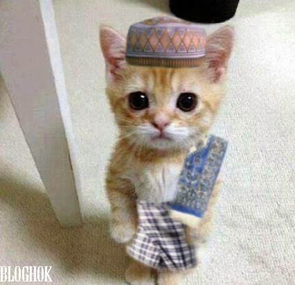 BLOGHOK: KUCING PAKAI SONGKOK