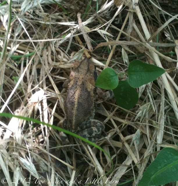 HOw To A FROG, A COW AND WASPS, OH MY