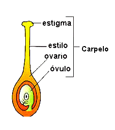 "Las plantas" Un regalo de vida: Un regalo de la Vida "Las plantas"