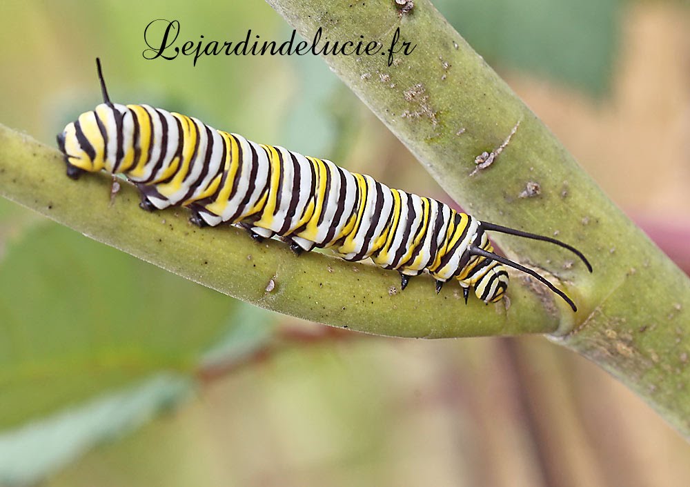 Danaus plexippus : papillon, chenille, chrysalide, en Australie.