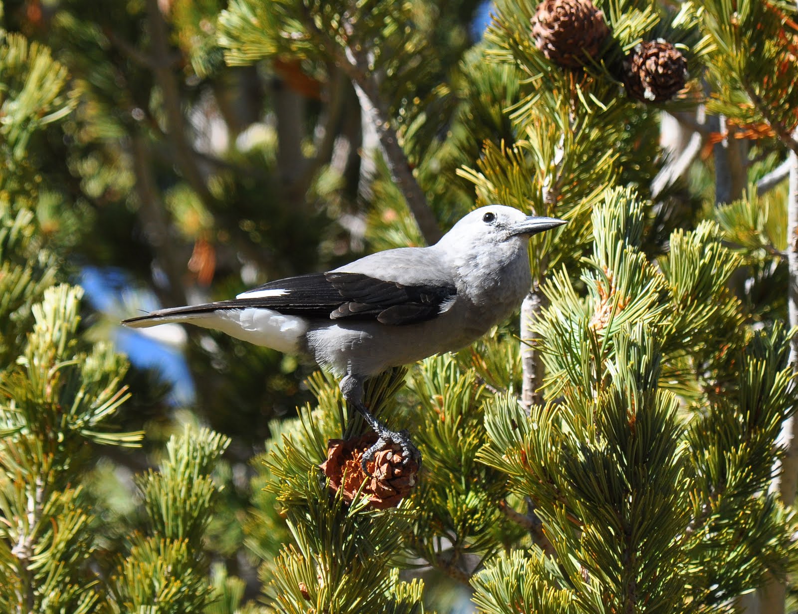 200 Birds: Himalayan Snowcock Expedition with BAS