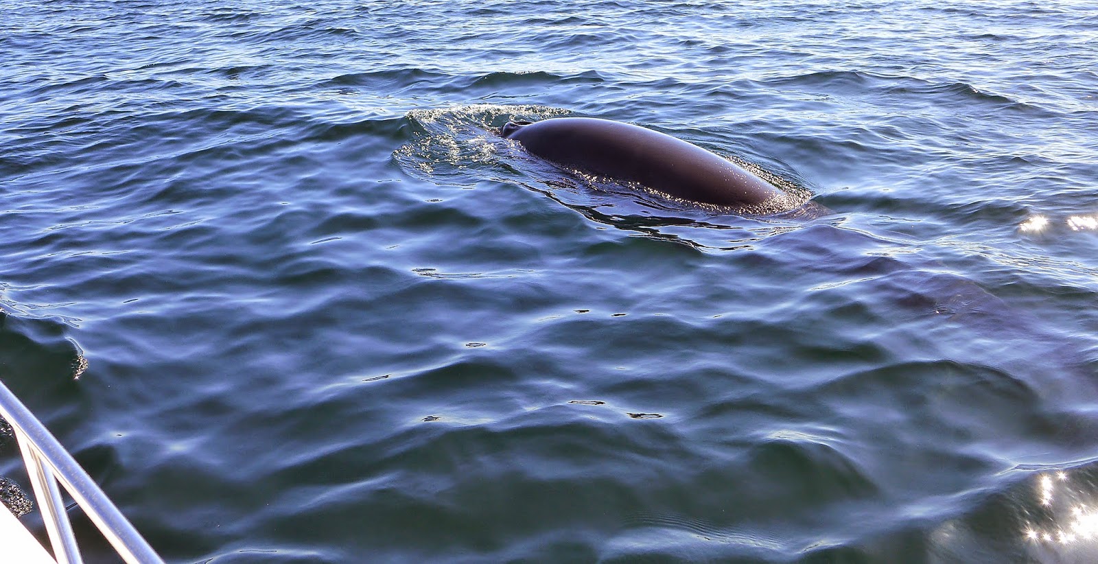 Team Isola: Vikval runt sportfiskebåt i Kattegatt - unika bilder!