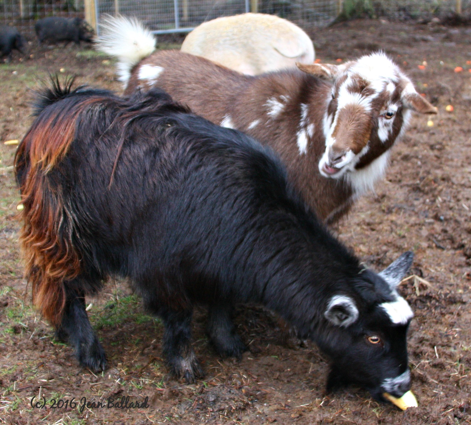 My life with the critters: RASTA and the Goat(s) of Many Colours