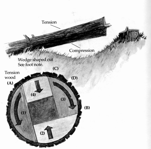 Musings from the Roost: Hodgepodge 222/365 - Crosscut Saw (6/8/17)