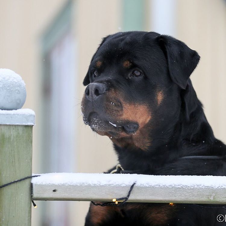 Best friend! Gorgeous Rottweiler! - My Interests