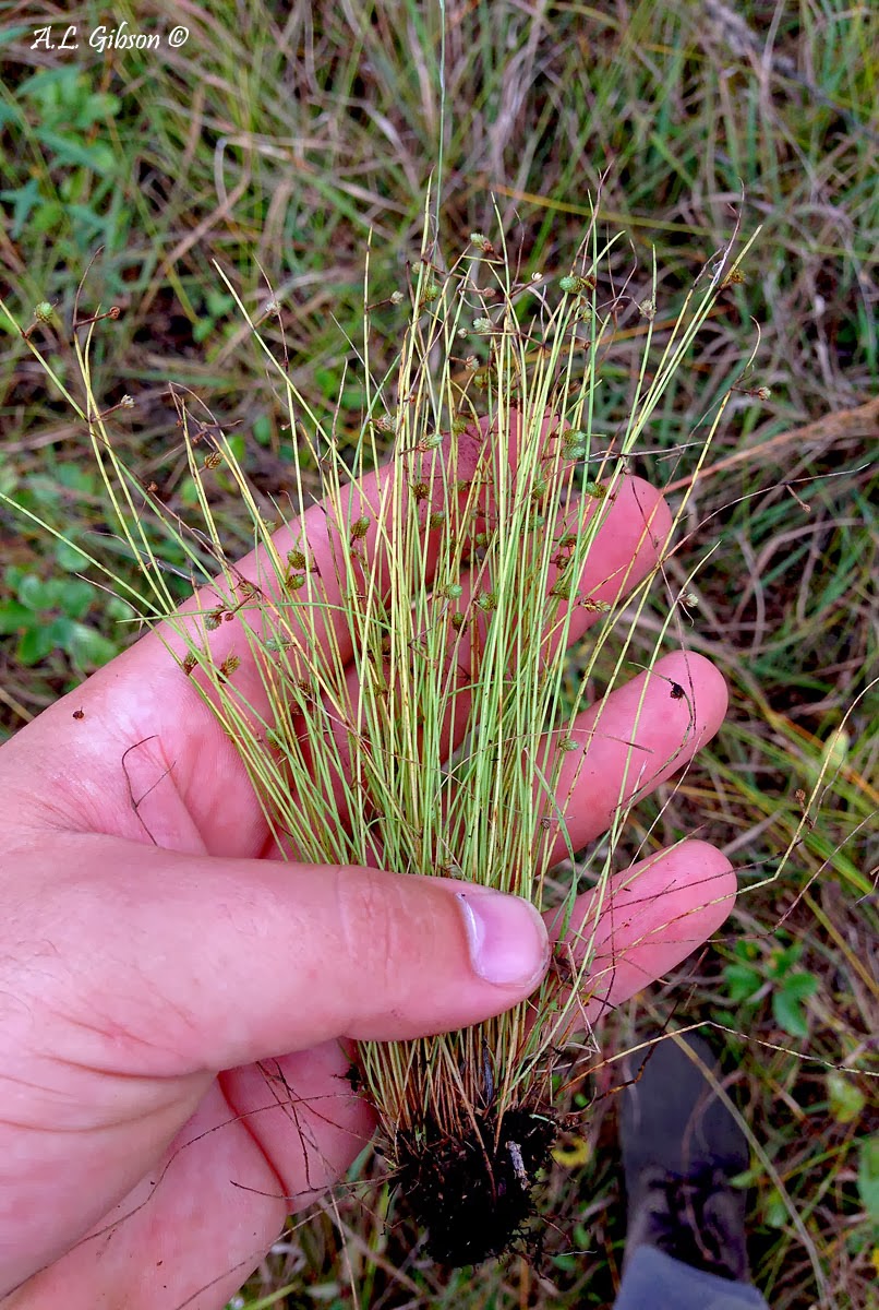 The Buckeye Botanist: Showcase on the Sedges (Cyperaceae)