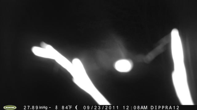 Dipper Ranch: Animals Anticipating Autumn