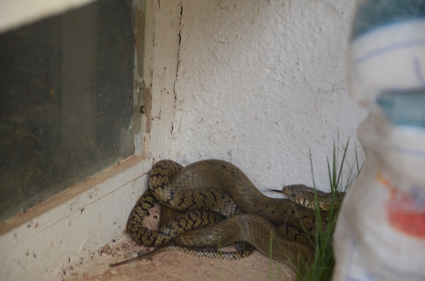 Dayenu: I saw a snake!