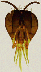 :::JAAN's Science Class:::: Insects - External morphology