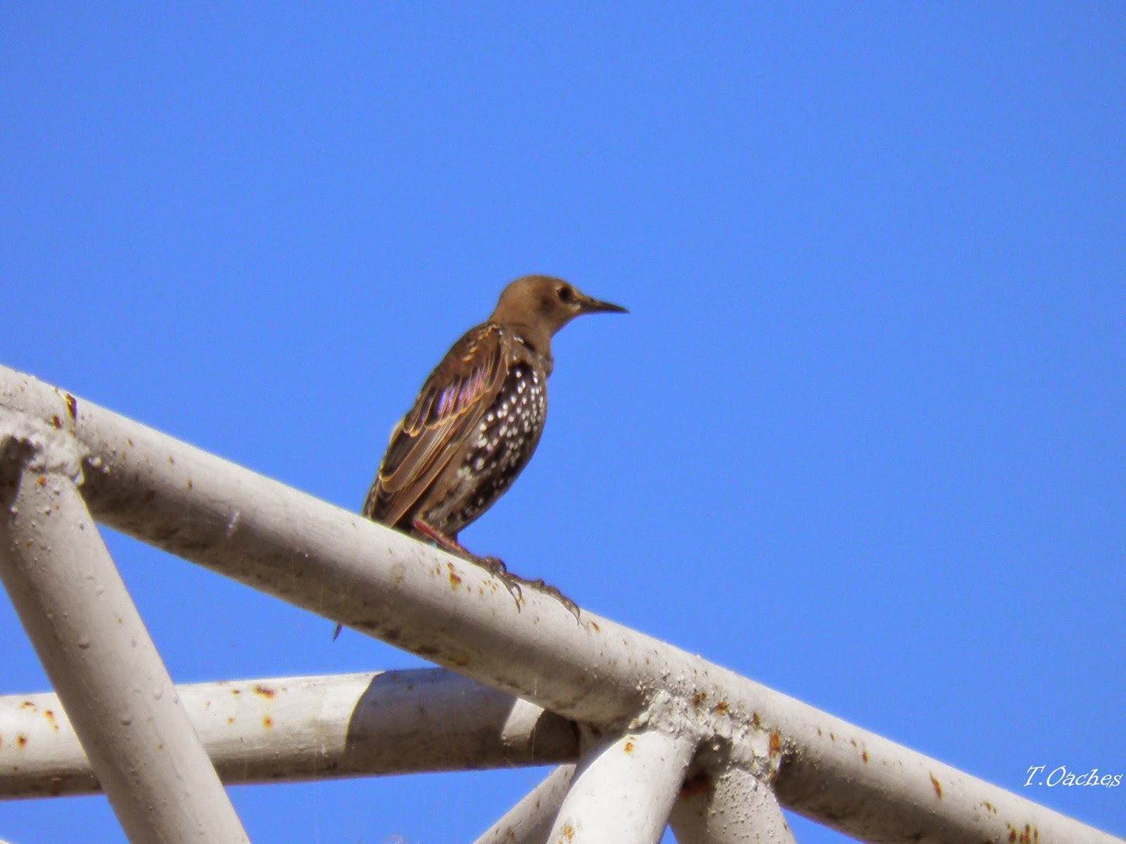 PASARI DIN ROMANIA: GRAUR (1), Sturnus vulgaris