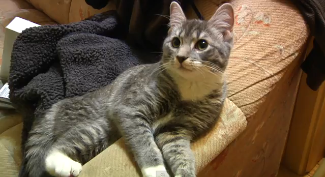 Catsparella: A Day in the Life of Rambo the Cat