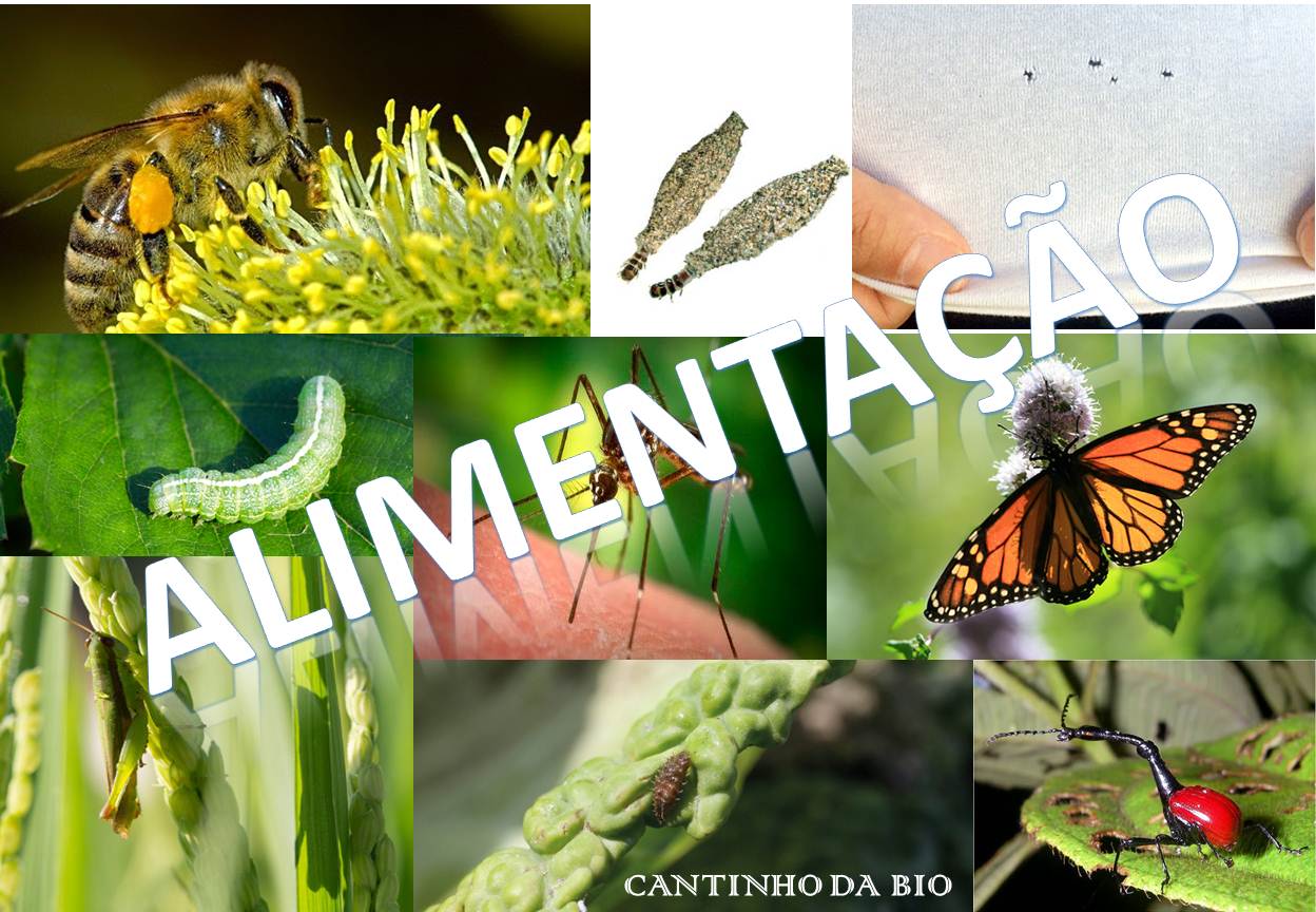 Cantinho da Bio: SÉRIE VIDA DE INSETO: ALIMENTAÇÃO E DIGESTÃO