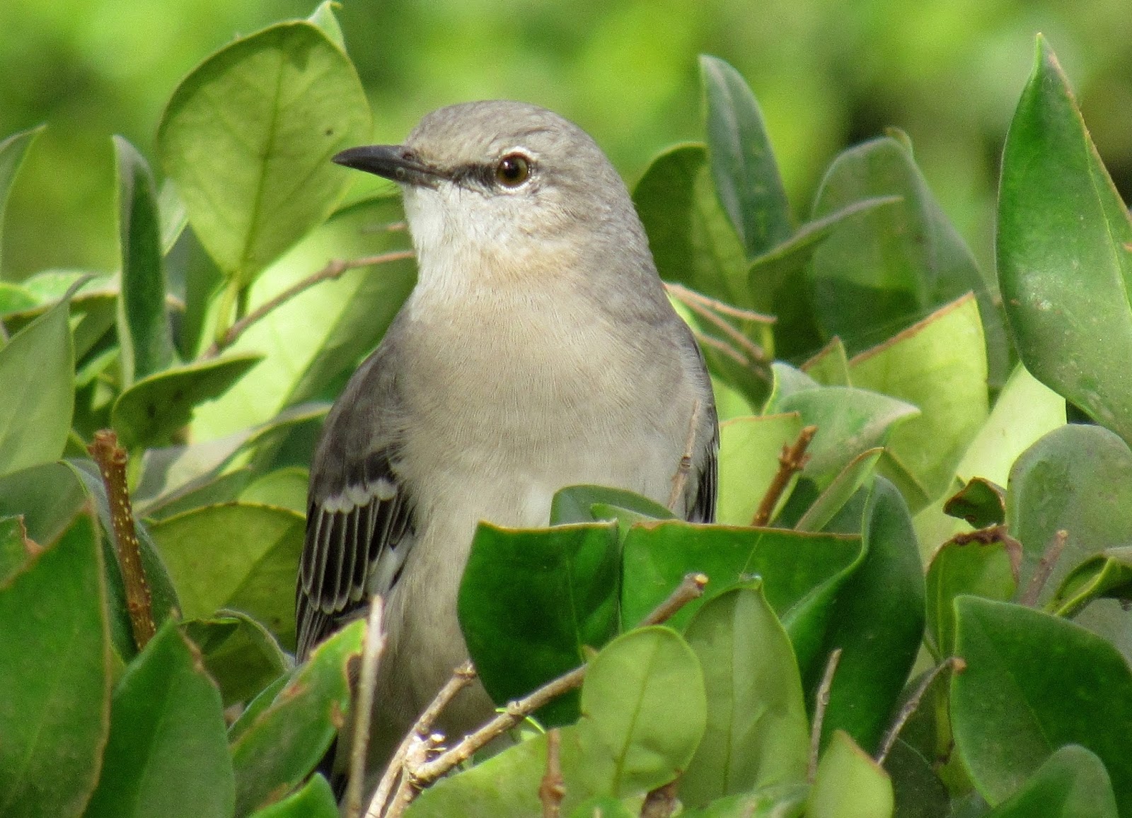 The Northern Mockingbird: An Ardent Songster
