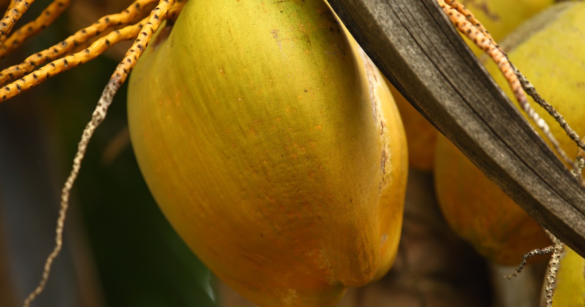 Anasazi Racing: cocos nucifera / trinidad