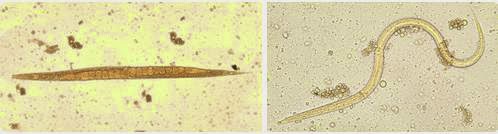 REVISTA ONLINE ILUSTRADA BRASILEIRA: março 2015