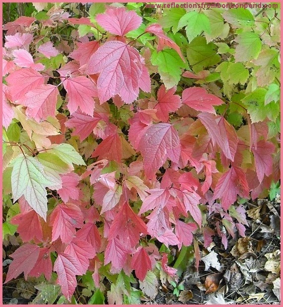 Reflections from Bon Bon Pond: Compact Viburnum in Autumn