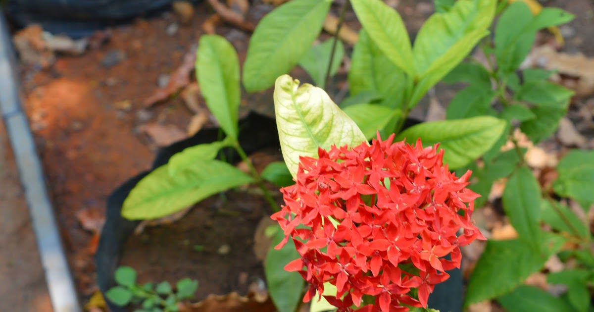 Ornamental gardening explanation