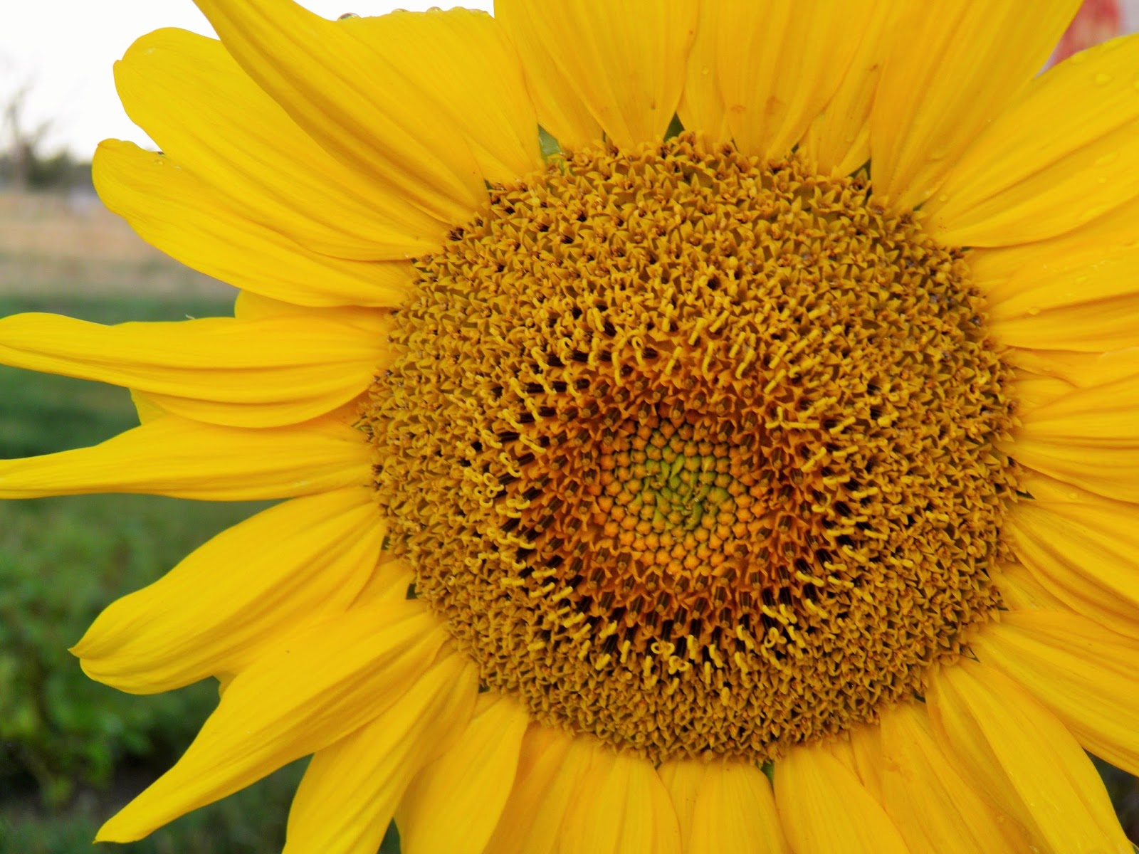 Mill Hill Meadow: ~ Shades of Gold