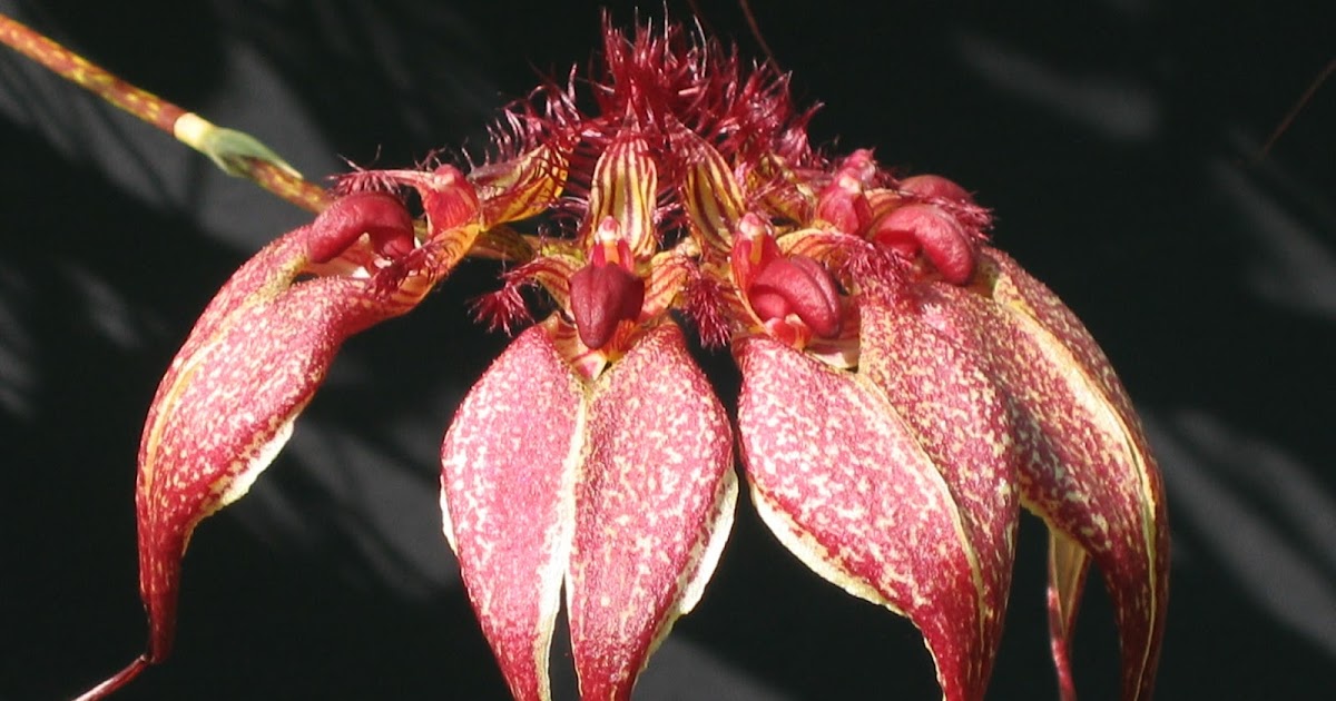 Bulbophyllum rothschildianum care and culture | Travaldo's blog