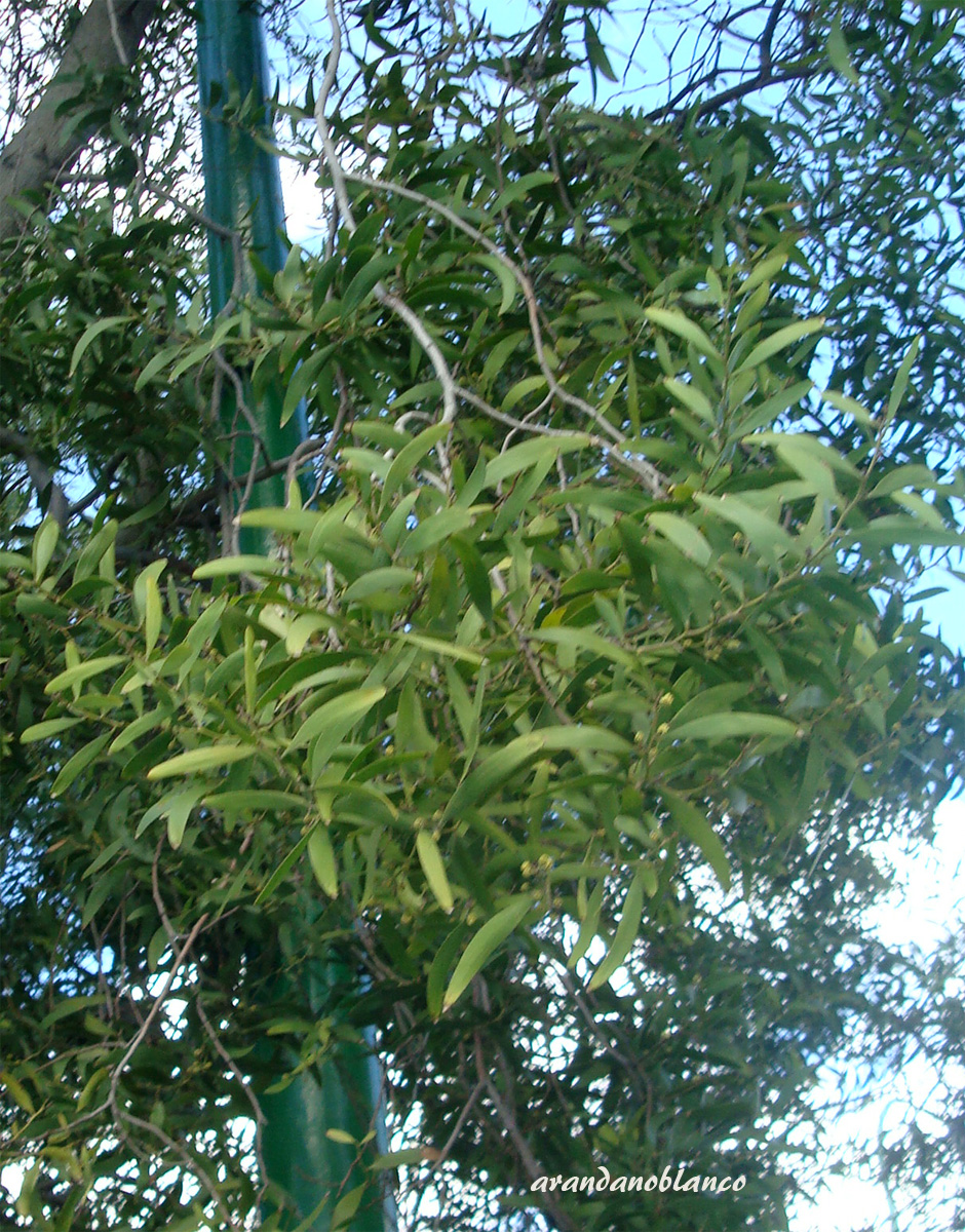 elarbolmiamigo-encinarosa: Acacia negra / Aromo australiano / Acacia ...