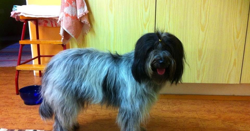 Schapendoes Jofi & Hipsu: Jofi