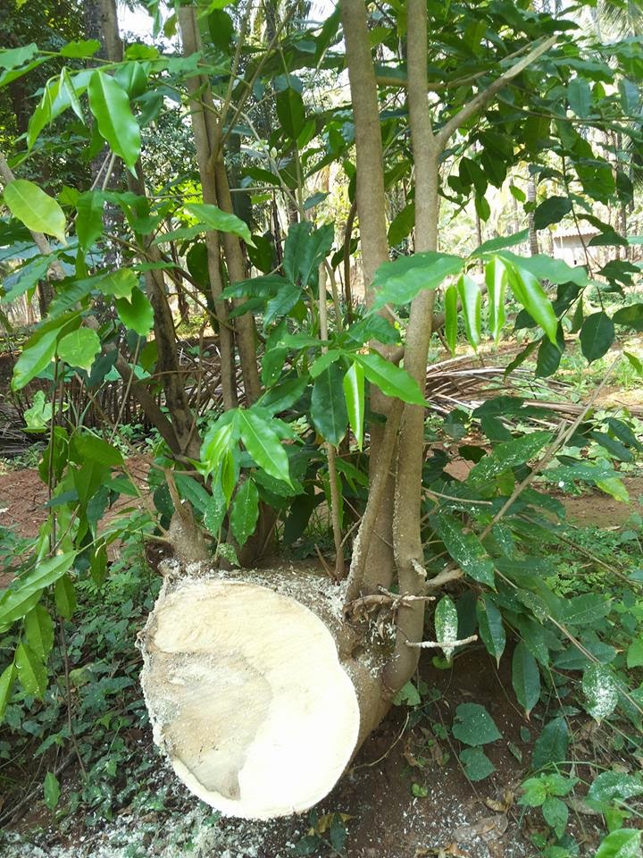 infosanjeewa: Amazing Walla patta picturs