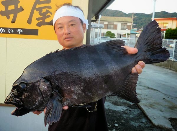 Striped beakfish - Alchetron, The Free Social Encyclopedia