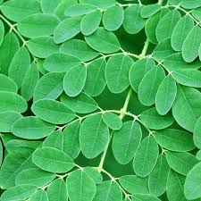 Moringa (Merunggai, Kelor) - The Miracle Tree - Ummu's pages