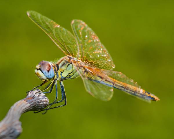 Flash sul mondo ... di tutto, di più: Libellula, leggenda e significato ...