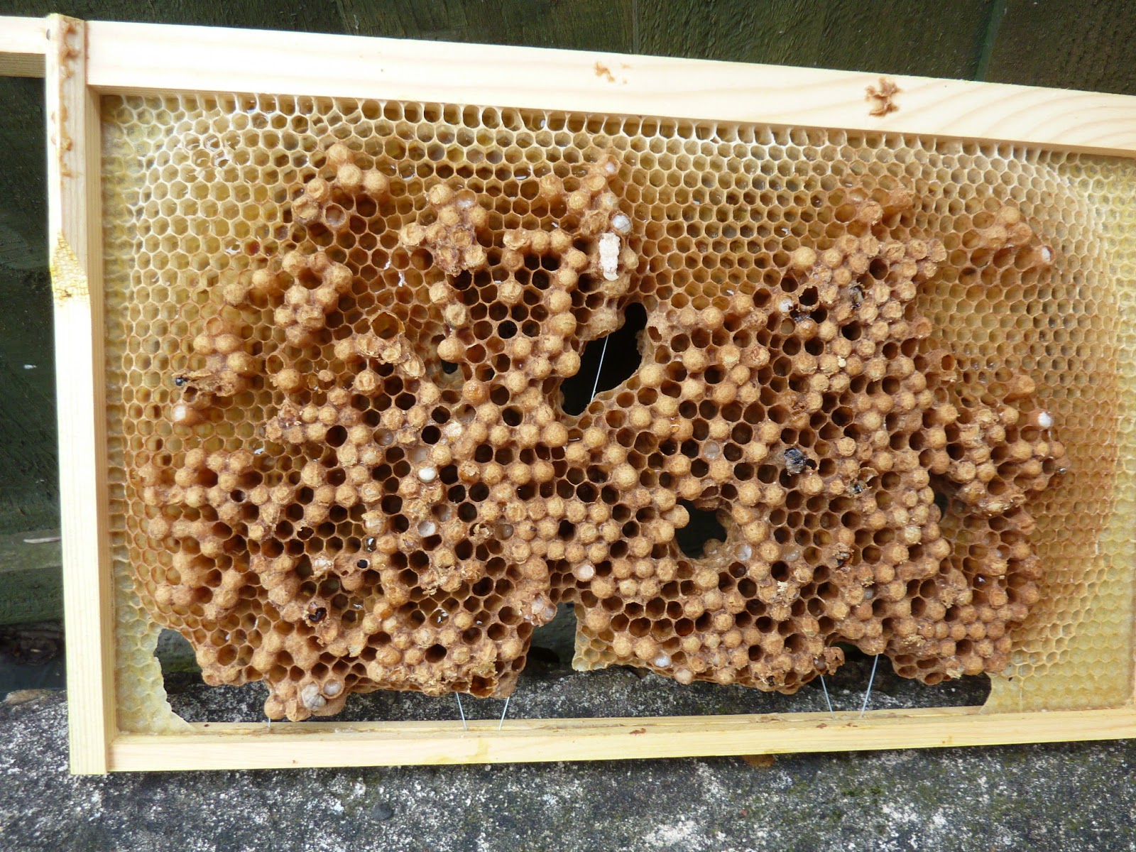 Bees and Beyond: There and Back Again! Drone layer or Laying Workers?