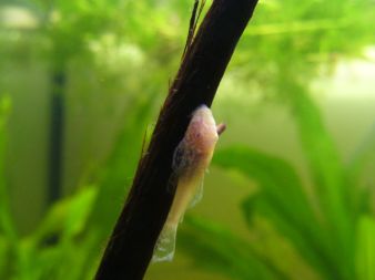 Glonojady!: Rozmnażanie