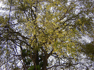 v e r d e c h a c o: Ubajay