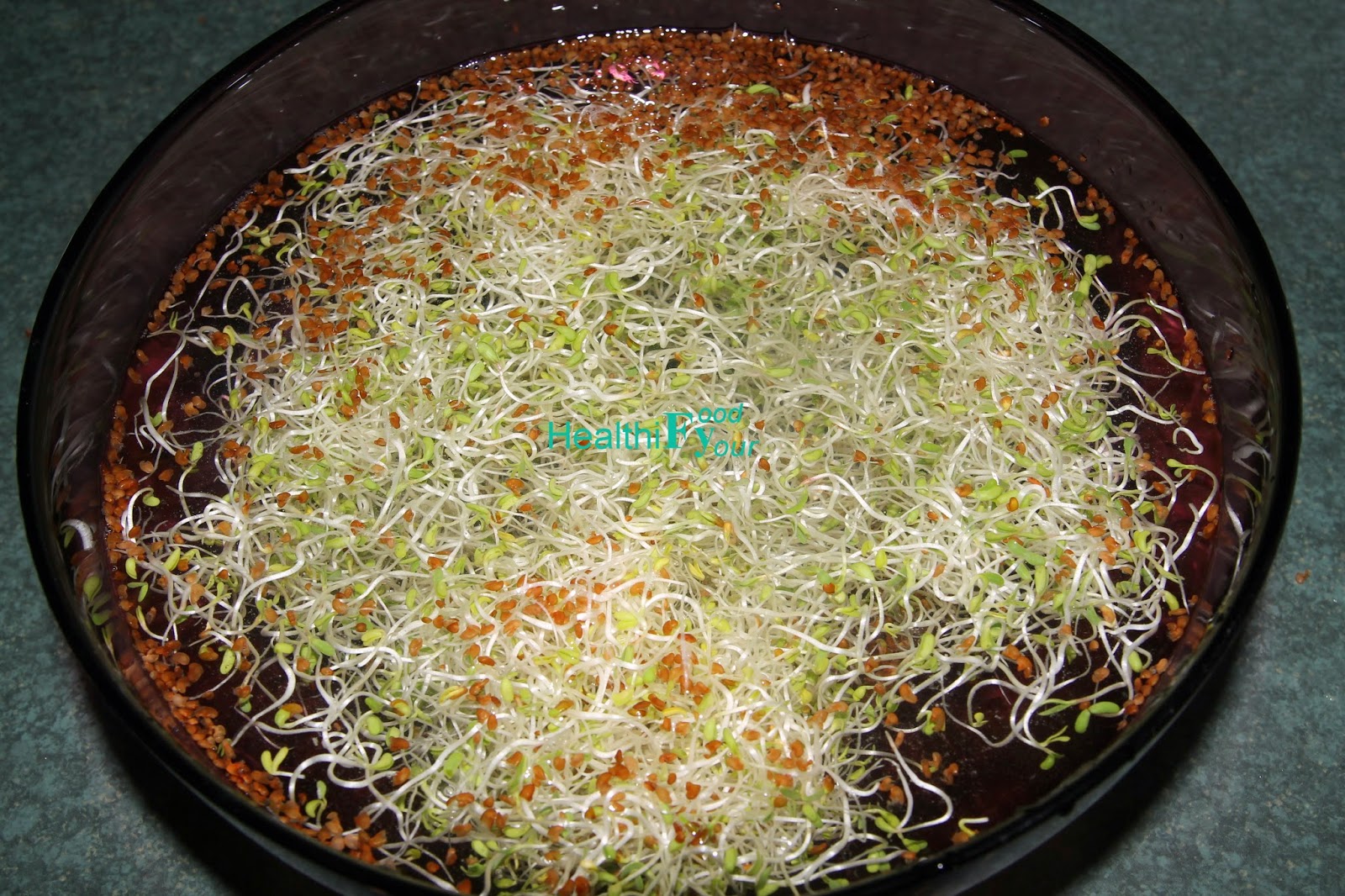 Healthify Your Food: Germeni de lucerna