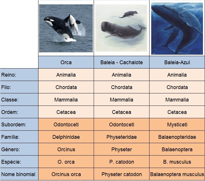 ExataMente: A Orca não é uma Baleia!