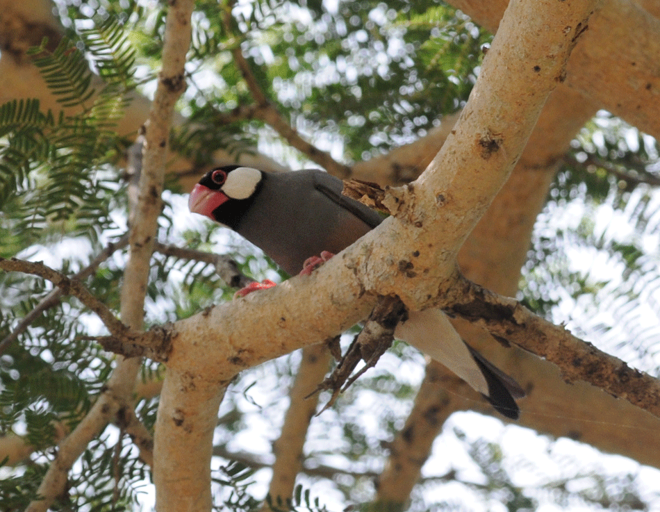 ZOOTHERA BIRDING BLOG: Bali...