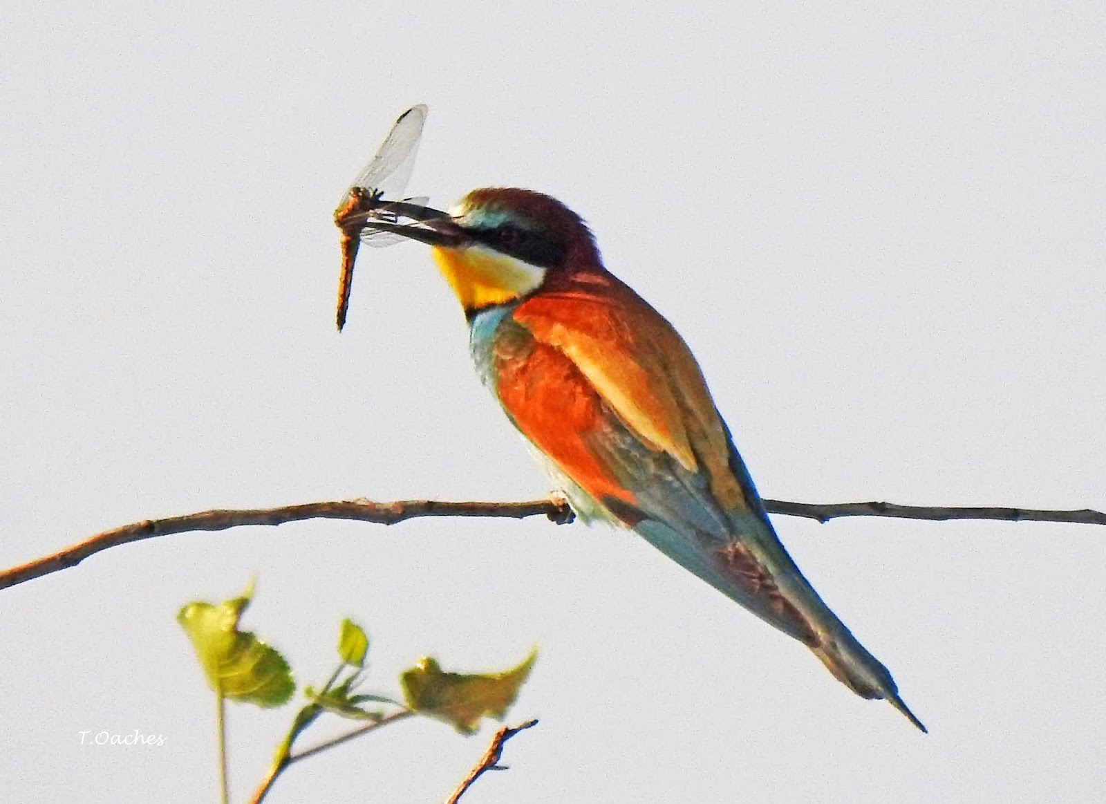 PASARI DIN ROMANIA: PRIGORIE, Merops apiaster
