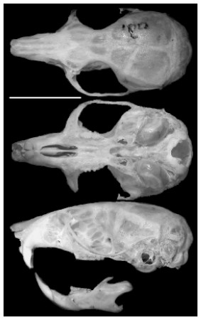 Argentina nativa: Ratón topo chico (Notiomys edwardsii)